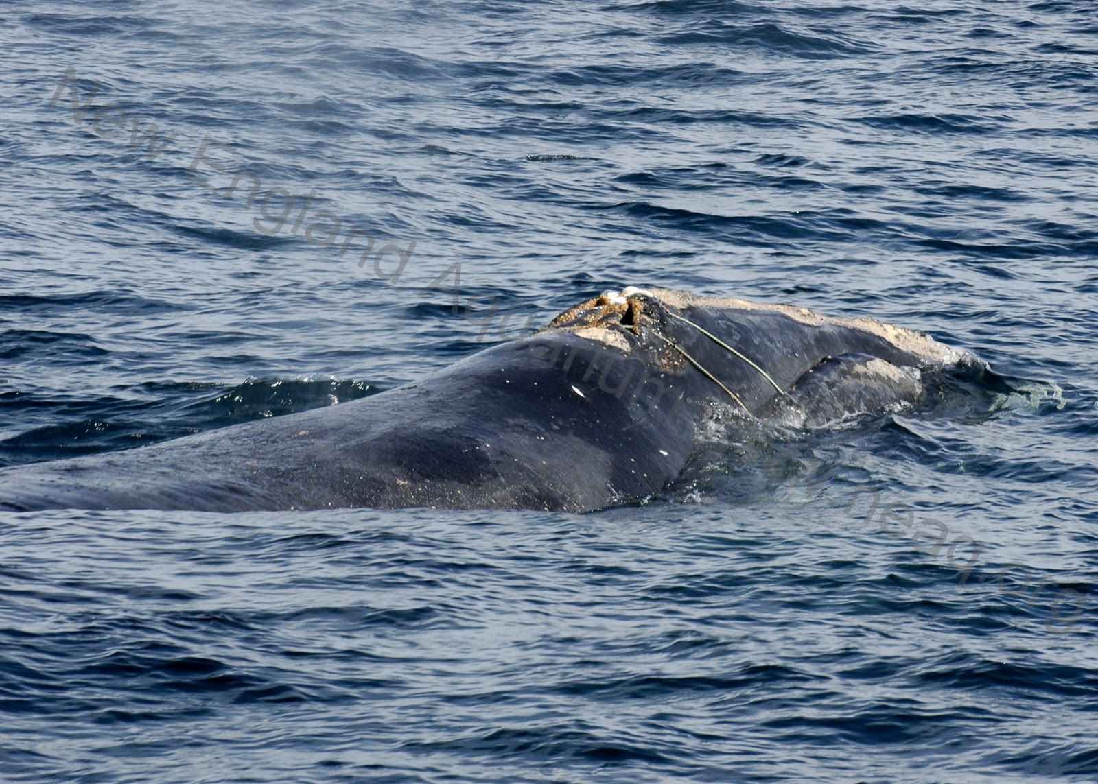 Right Whale Research Blog