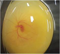 Embriologi Selalu DIhati: PERKEMBANGAN EMBRIO AYAM