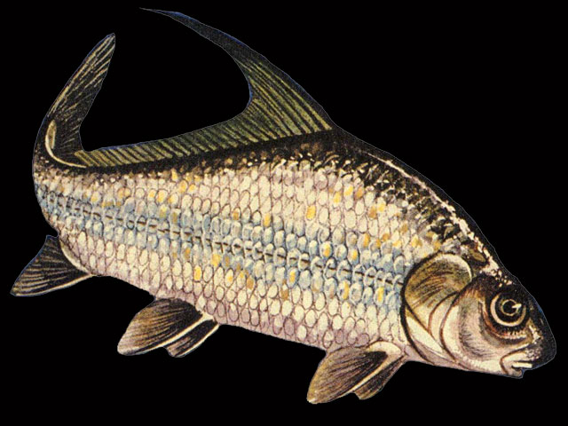 Freshwater Fish List Starting With Q | Animals Name A To Z