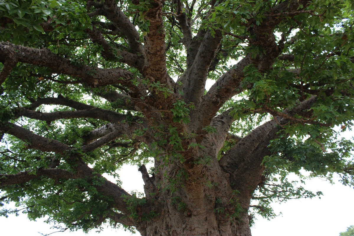 Journeys across Karnataka: Oldest Tree of Bijapur