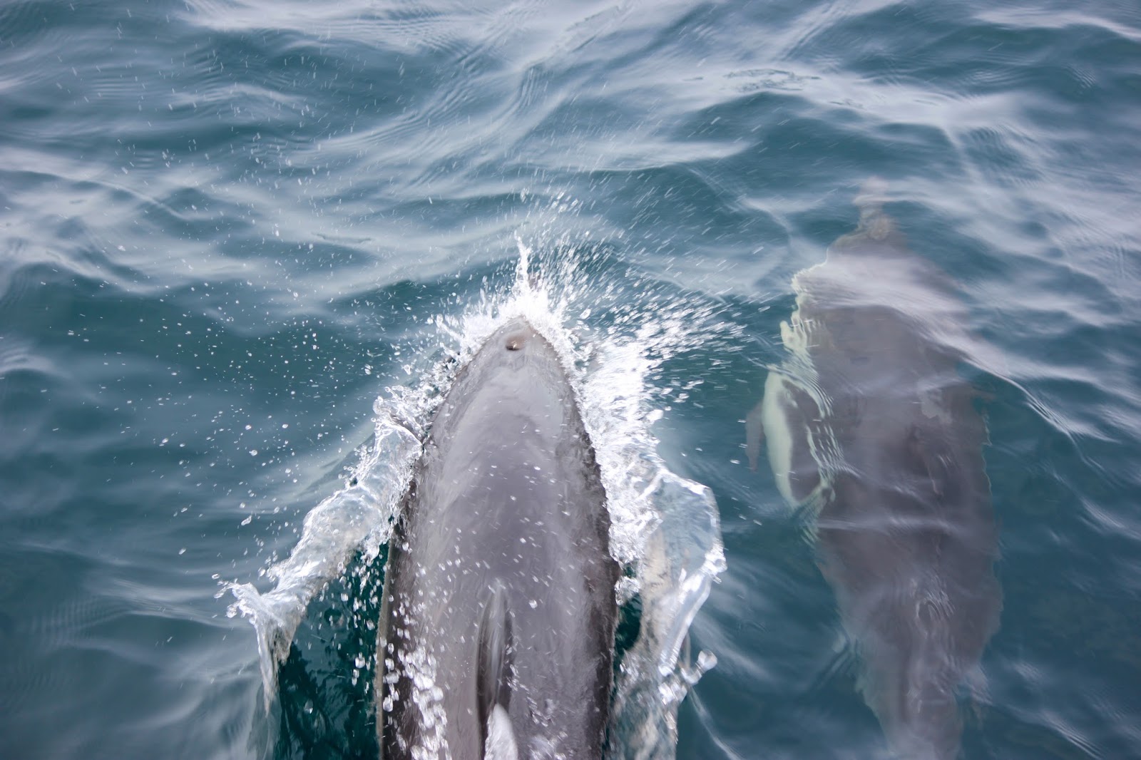 Edible Skinny: A Whale of Good Time: Monterey Bay Whale Watch A ...