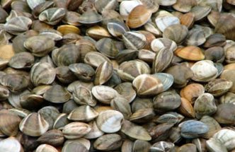 El Pincho Moruno: Chirlas Salteadas