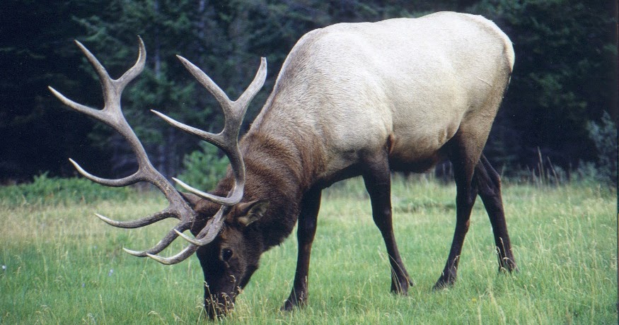 Elk