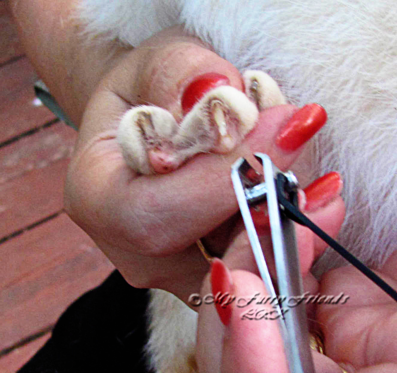 Pet Grooming: The Good, The Bad, & The Furry: Tuesday's Tip #28 ...