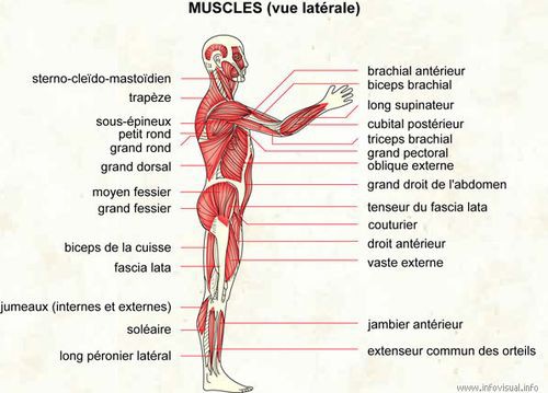 anatomie humaine muscles - par Formamedical- - Formation medical