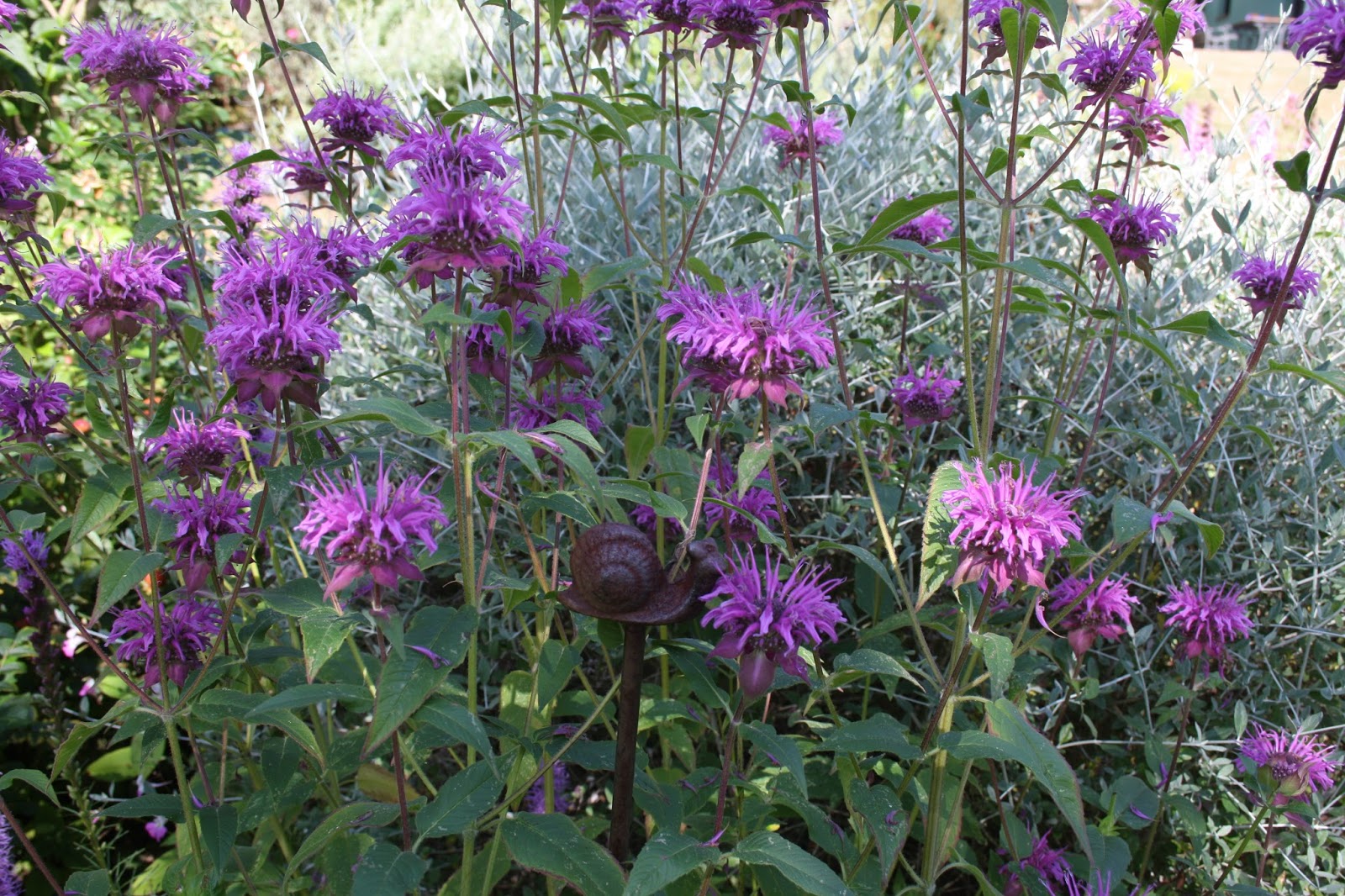 .: Monarda didyma "Scorpion"