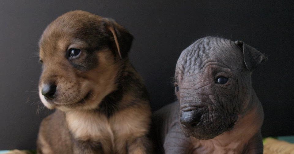 VIZCAYADO: ESCUINCLES DE XOLOITZCUINTLE: CONSIDERACIONES ACERCA DE LOS ...