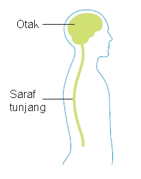 My Sains: 2.2 Sistem Saraf Manusia