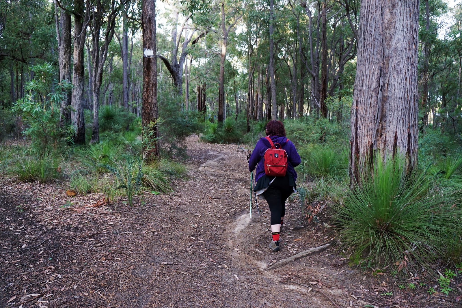 Munday Brook Walk Trail (Korung National Park) ~ The Long Way's Better