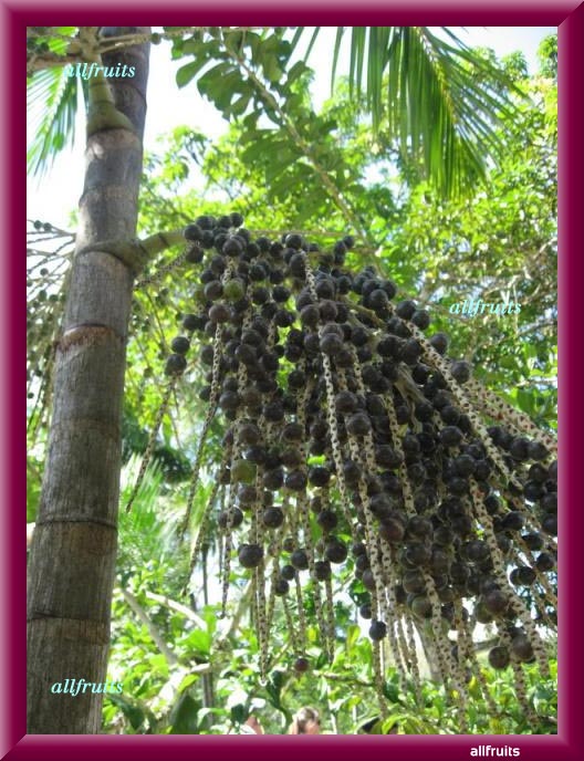 All Fruits in the World: Acai Fruit [ acai berry ]