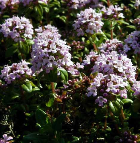Seminte si plante de gradina hobby: Cimbrisorul-Thymus serpyllum