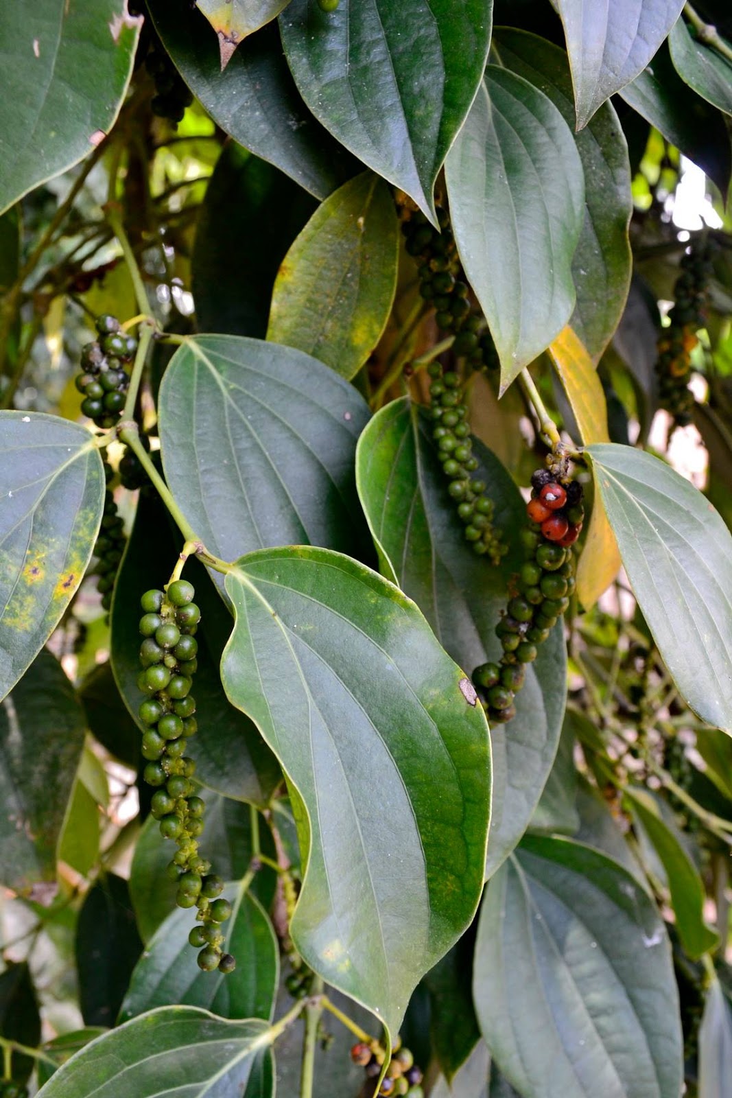 Ketika Aceh Menanam Lada Demi Kedaulatan