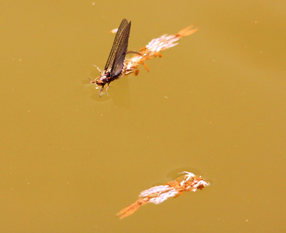Gary's Outdoor Wanderings2: THE MAYFLY