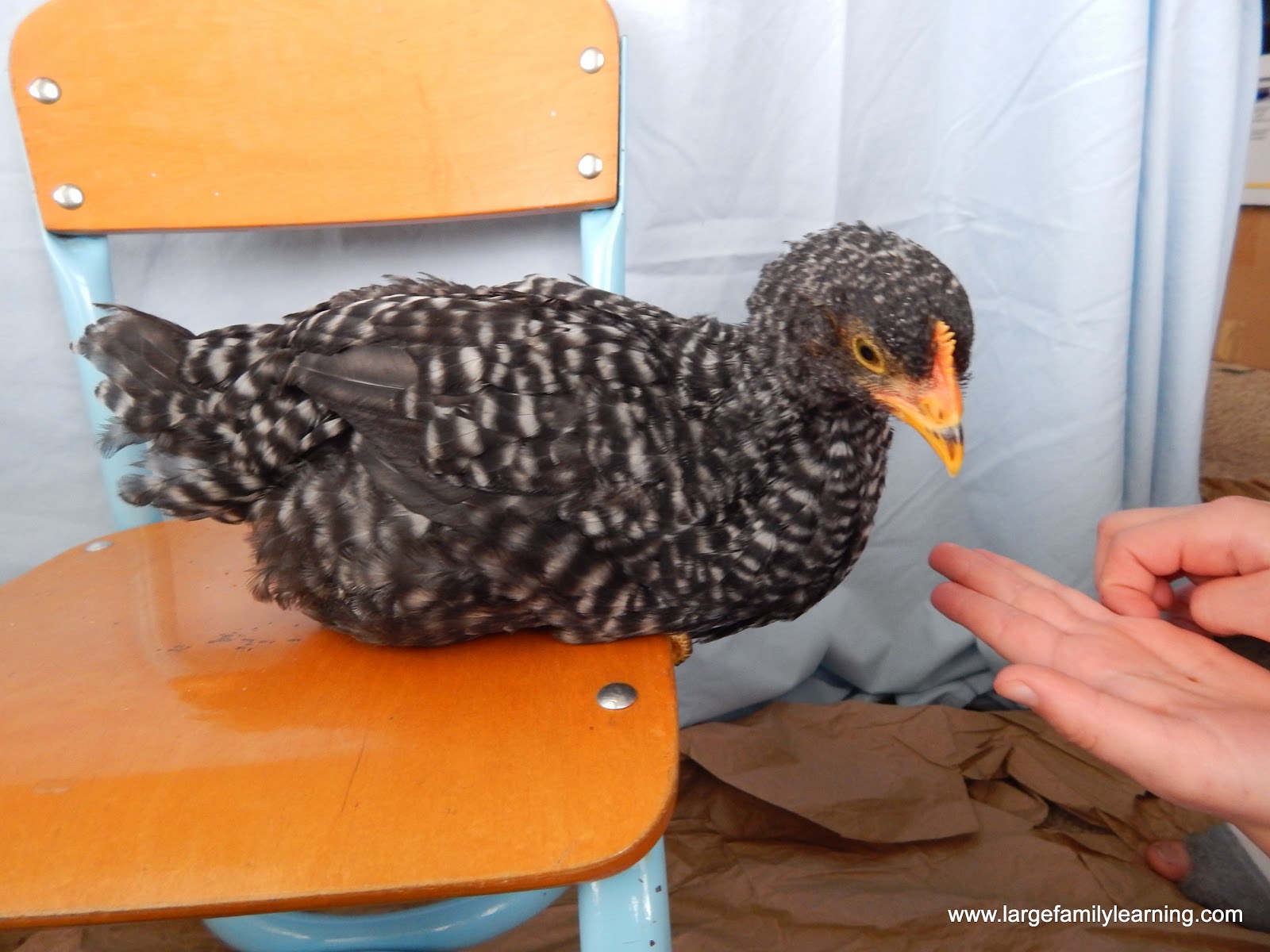 Large Family Learning : Raising Chickens: 6 Weeks Old