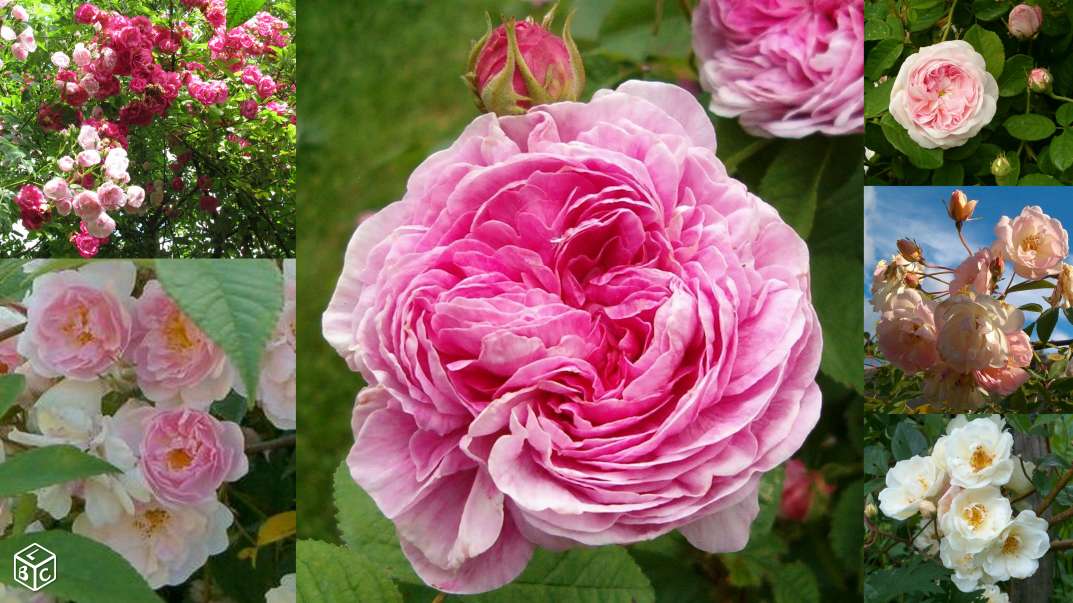 Promesse de roses: En Bretagne : les roses anciennes de Kerusten (56)