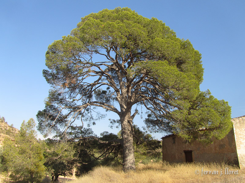 Flora de la Ribera d'Ebre: Pi blanc