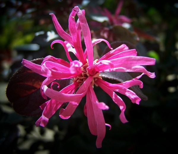 Snapshots of Beauty: FRINGE DWELLERS