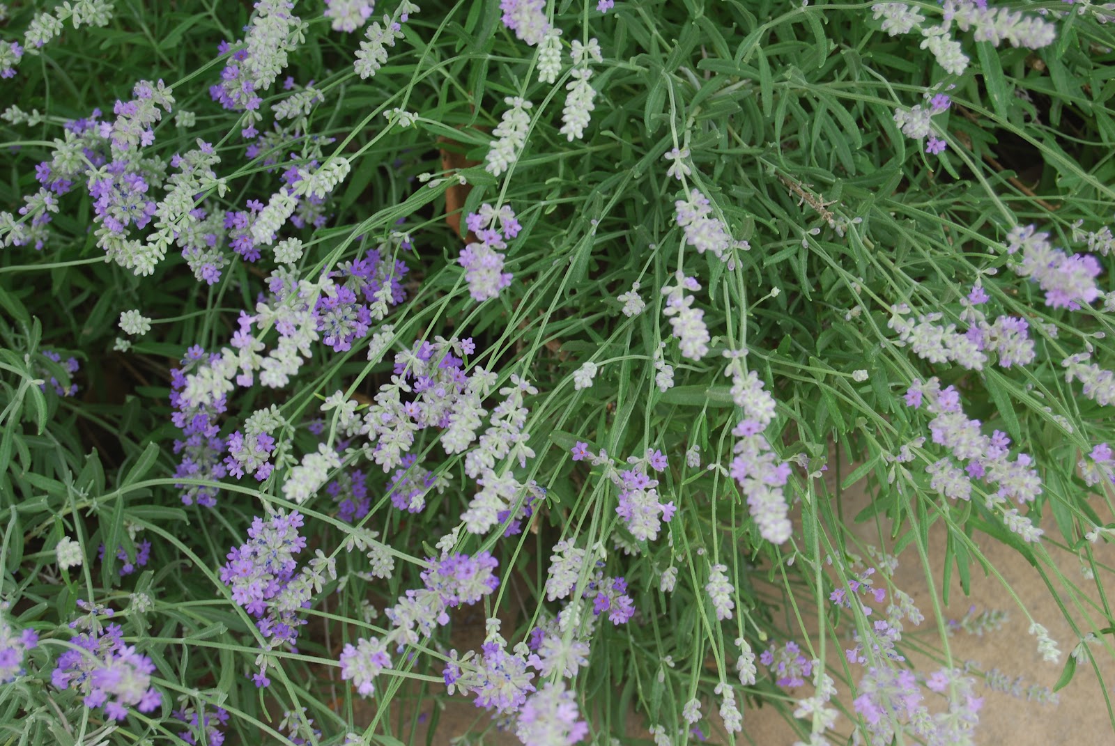 BeverlyDiane's Realm: The Flowers of Powell Gardens