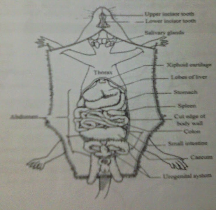 Pengalaman Membedah Tikus Dalam Kelas Biologi