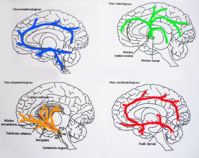 angelica: NEUROTRANSMISORES.