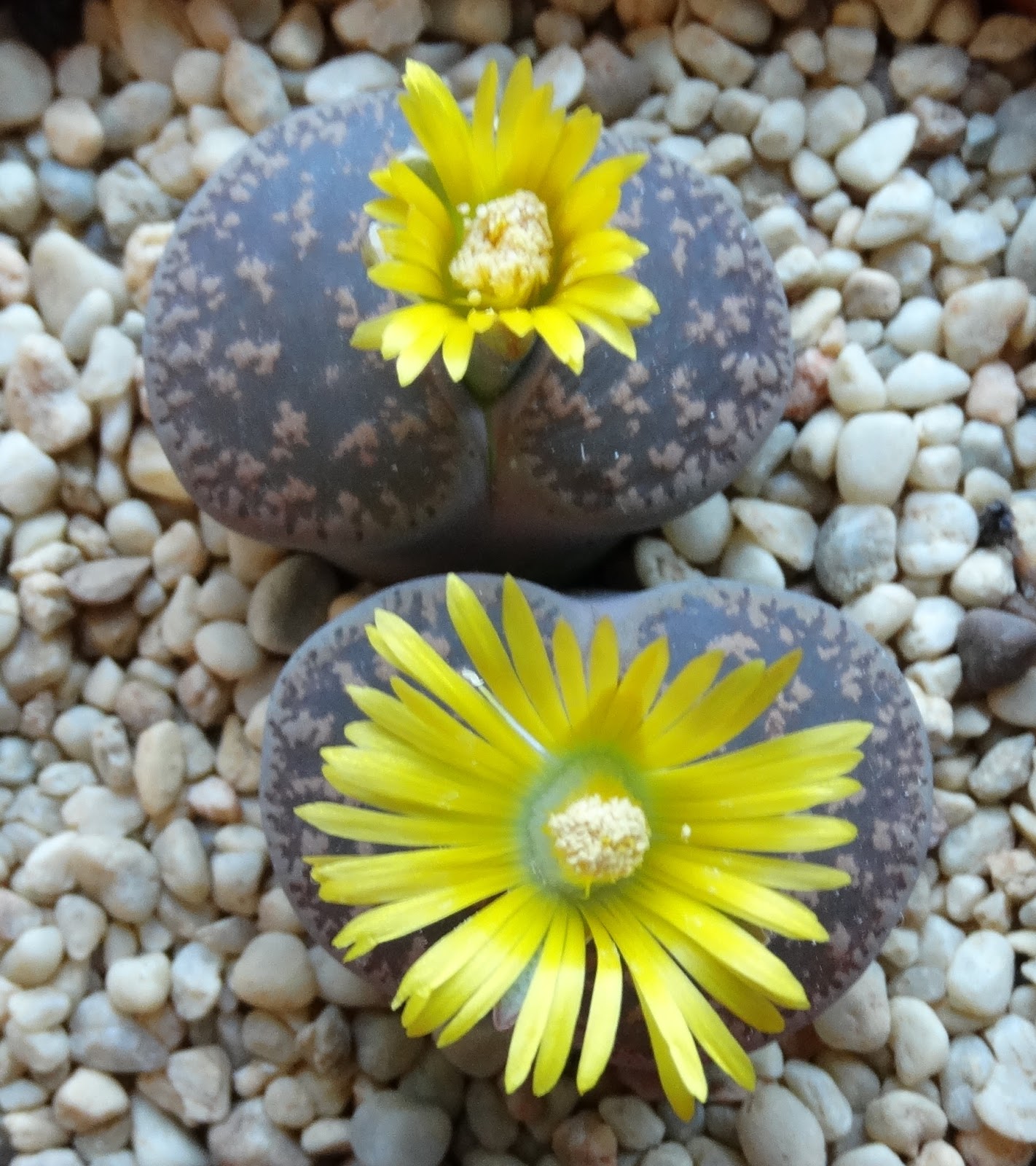 Succulent Sundae: LITHOPS LESLIEI