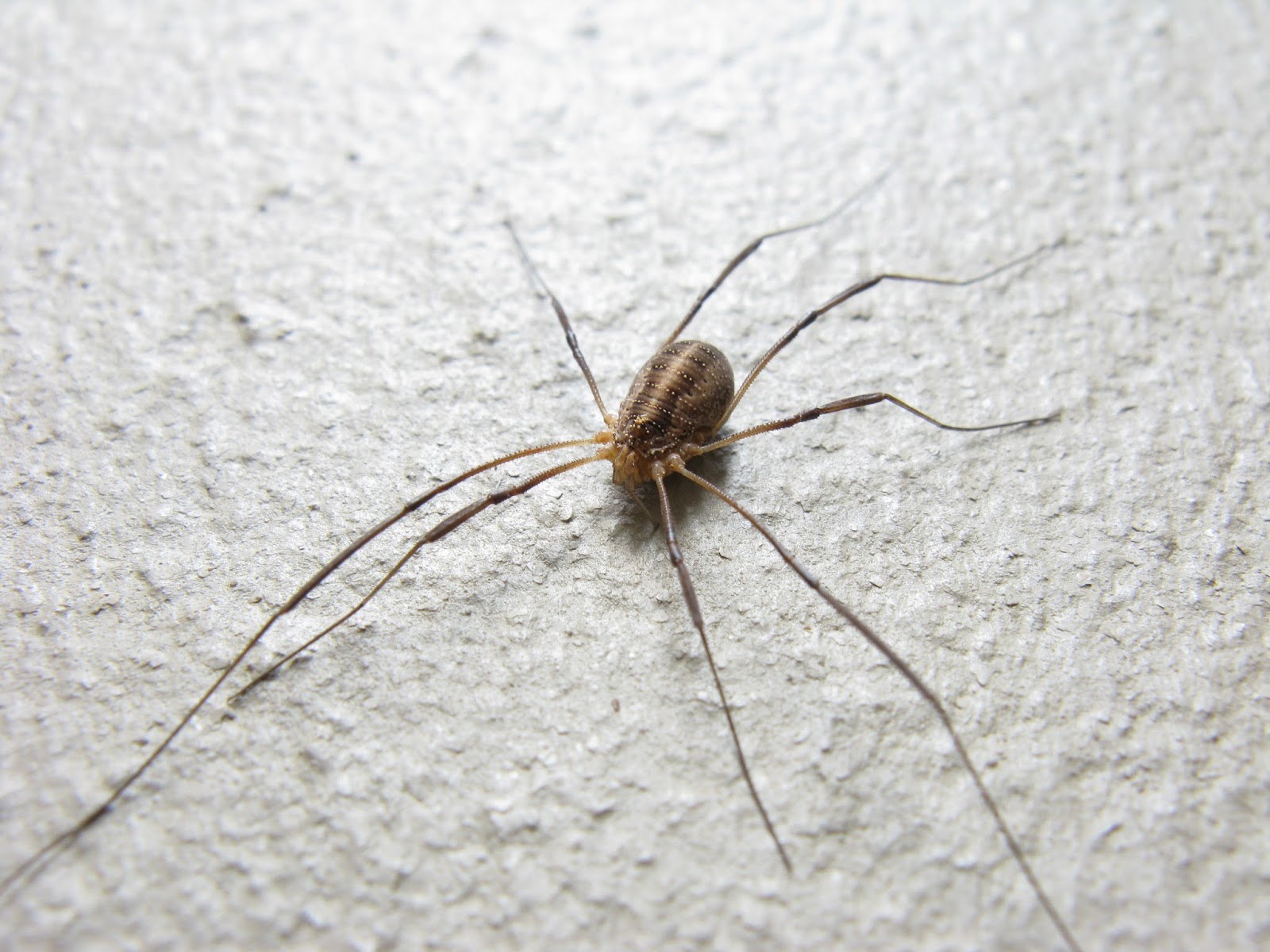 Infobichejos: Los Opiliones