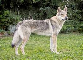 NOTICIAS SORPRENDENTES