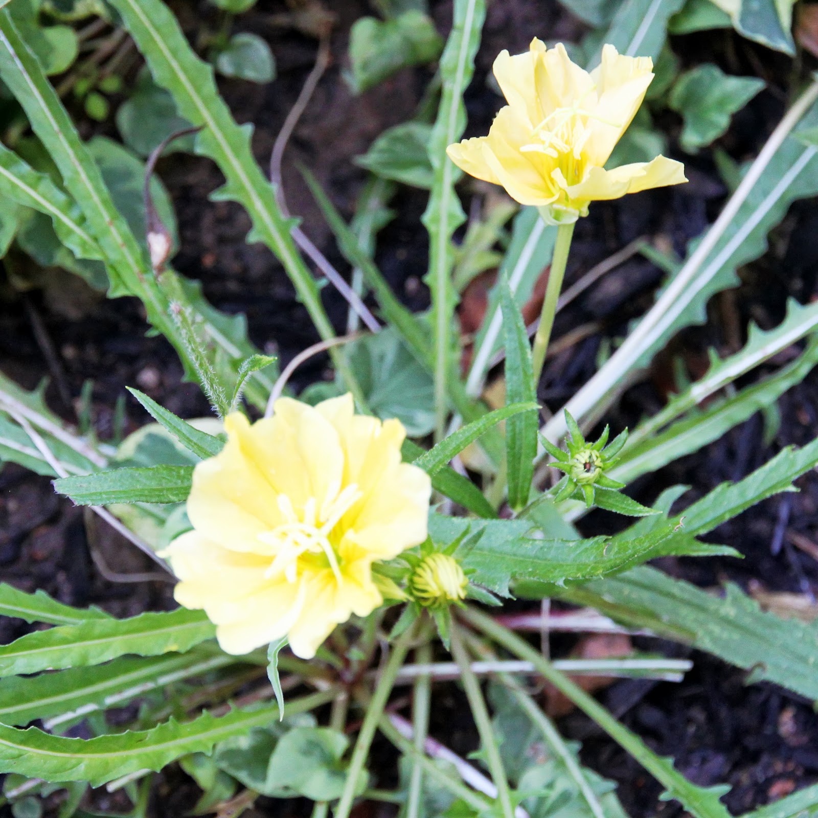 JD @ Christieview Farm: Night time visitor