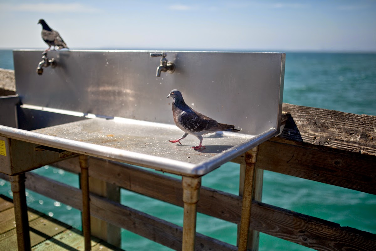 The Adventures of Ana : 152/365 - "Purple" featuring Haylie Calvert