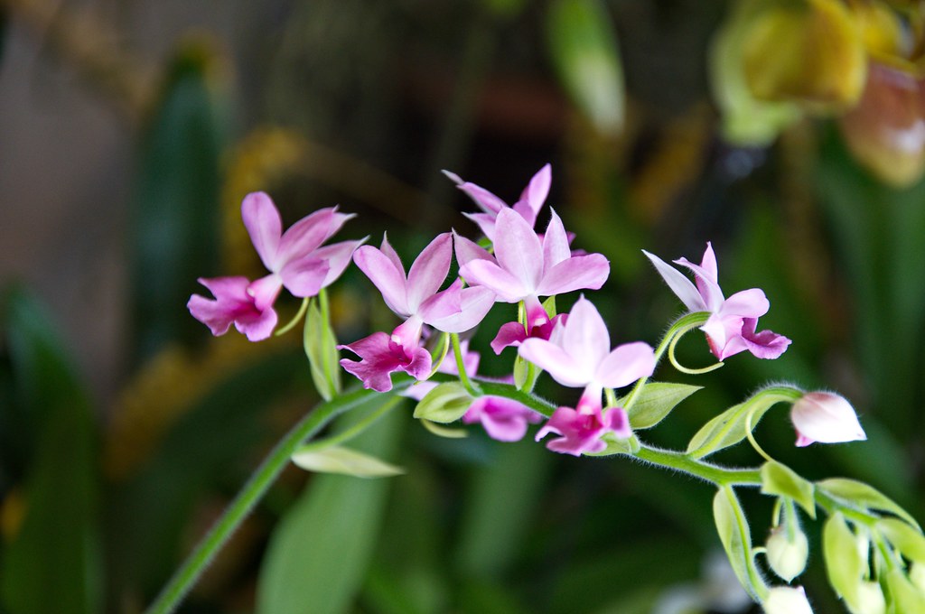 Calanthe rubens care and culture | Travaldo's blog