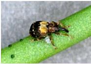 belfast herbalist: Mistletoe Monograph