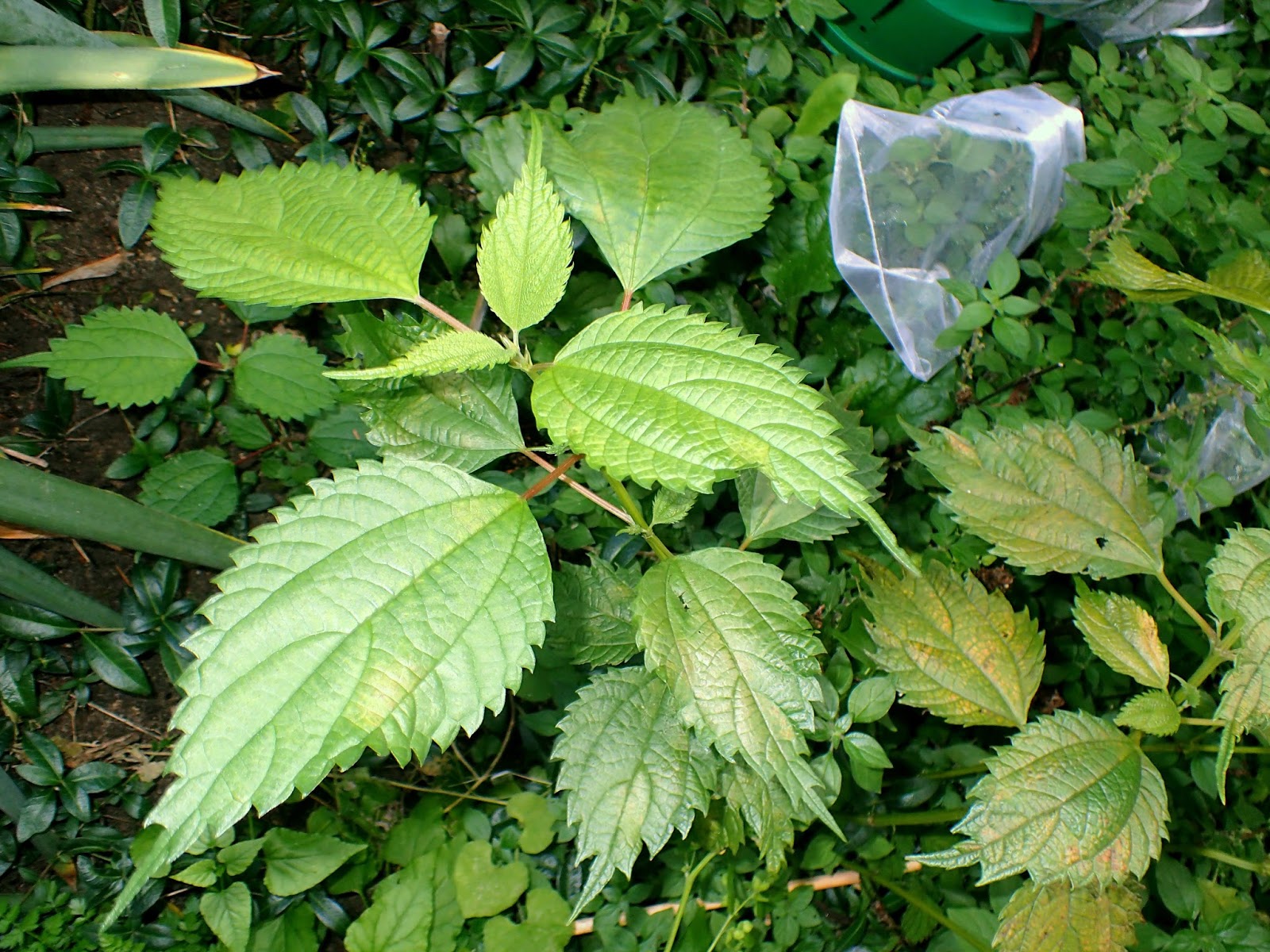 Scirpidiella's Plants: False Nettles - Ramie cousins (Boehmeria sp. div.)