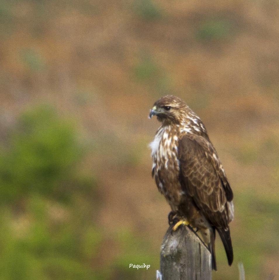 Paqui.blog de naturaleza: RATONERO COMÚN. Busardo Ratonero