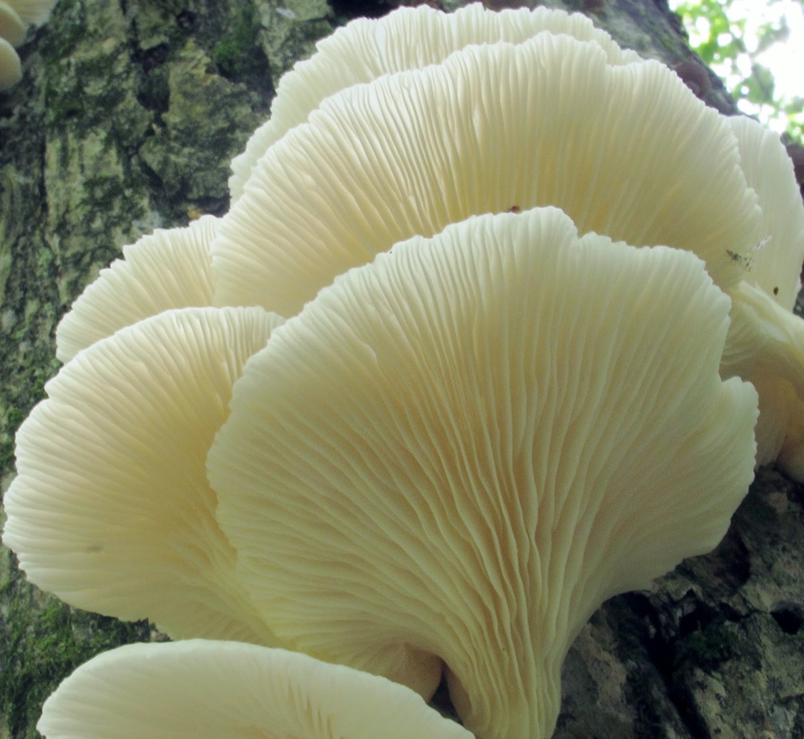 Turismo Abaurrea: La Pleurotus Pulmonarius