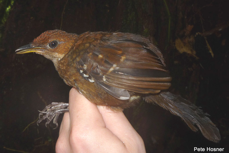 Species New to Science: [Ornithology • 2013] Phylogeography of the ...