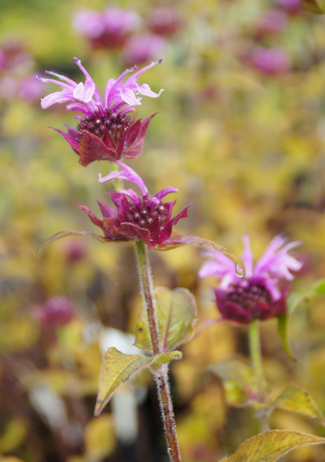 Plant Profile: Monarda