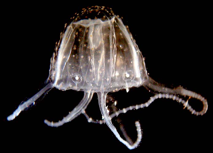 Cnidarios: Tipos de cnidarios