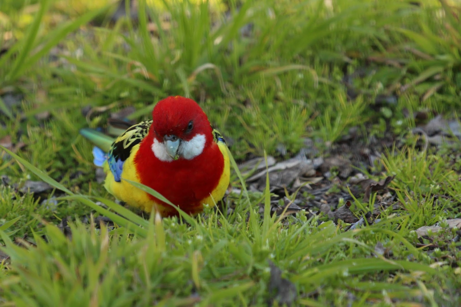 Female Eastern Rosella