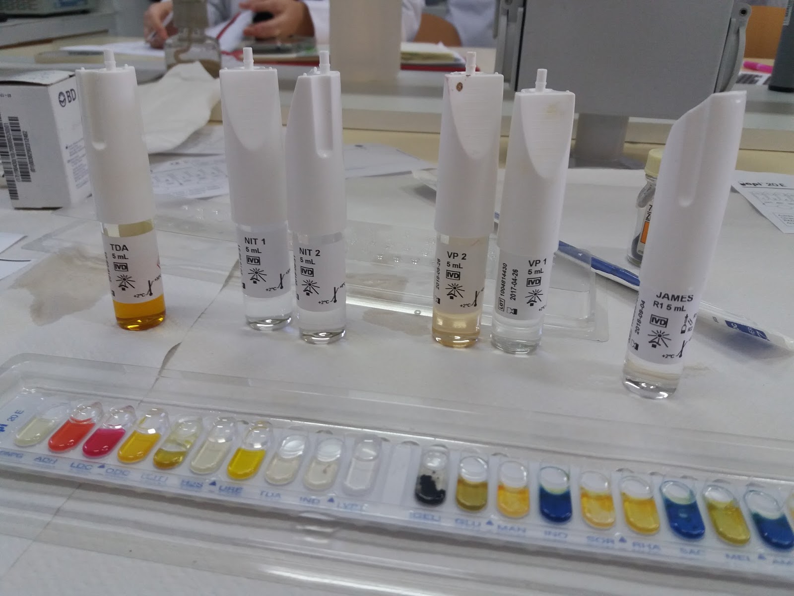 PRÁCTICA: API 20 E Y API 10 S (16/01/18)