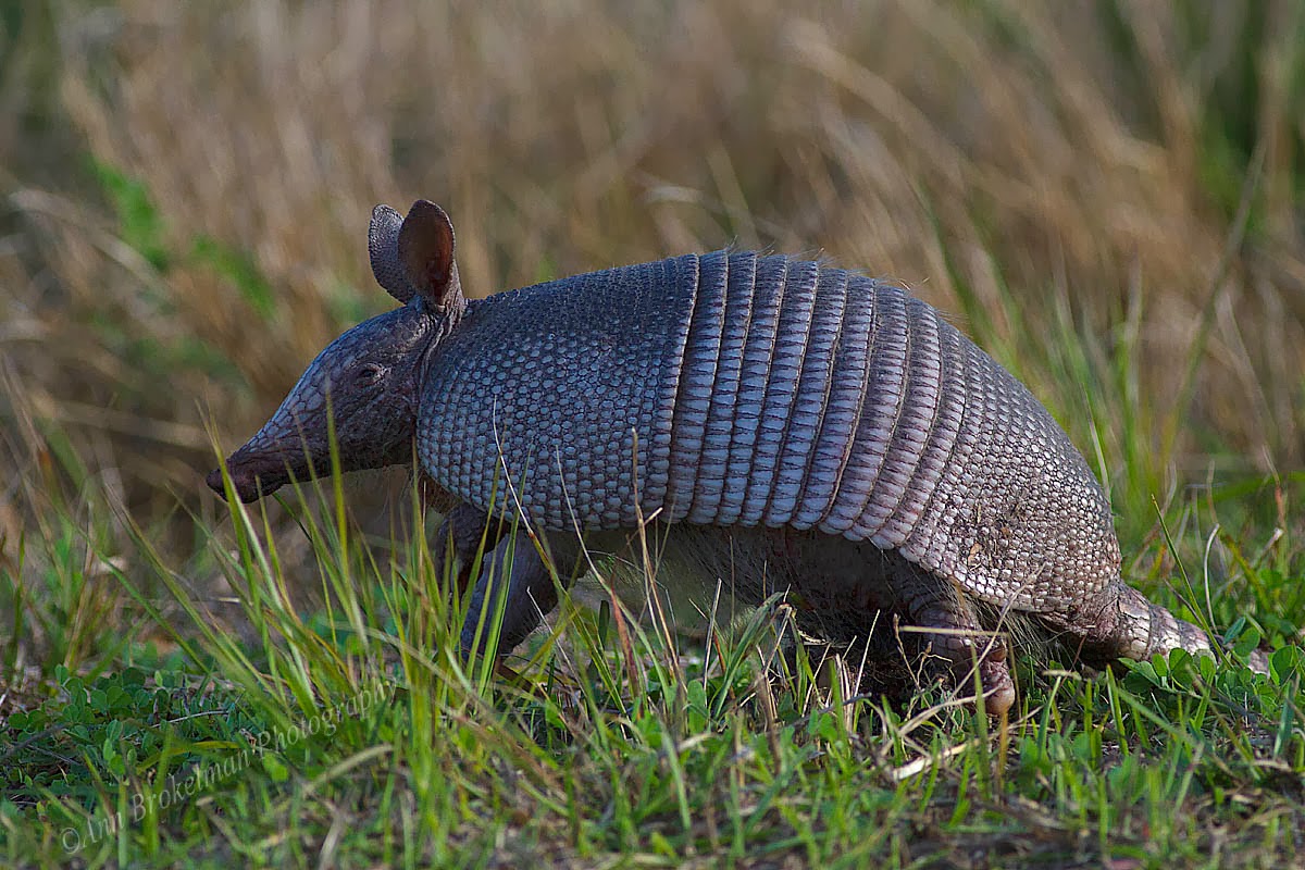 Ann Brokelman Photography: Armadillo in Florida at Merritt Island Feb 2014
