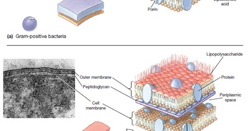 Prinsip dan Prosedur Kerja Pewarnaan Gram - SIAP UJIAN