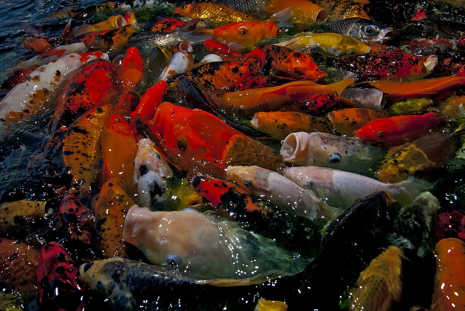 The Nikon Family: and the koi go crazy