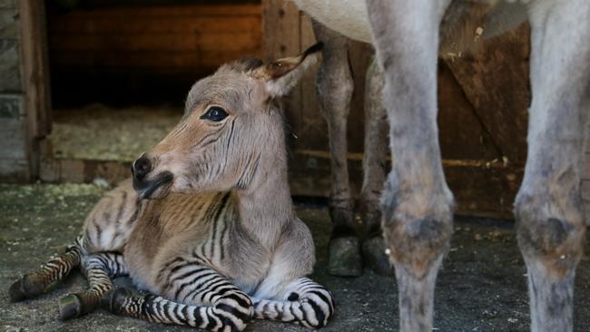 THE WESTERNER: Zonkey: the cutest form of hybrid ever