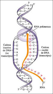 Flujo de la Información Genetica: Flujo Genético
