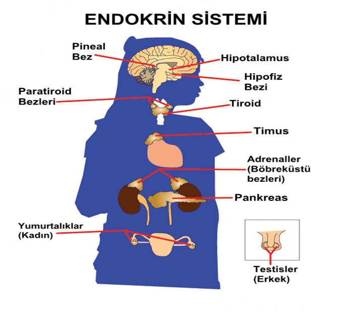 ENDOKRİN SİSTEM HASTALIKLARI
