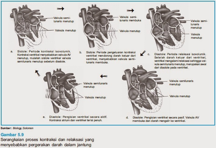 Sistem, Fungsi & Anatomi Jantung Manusia | MY inspiration