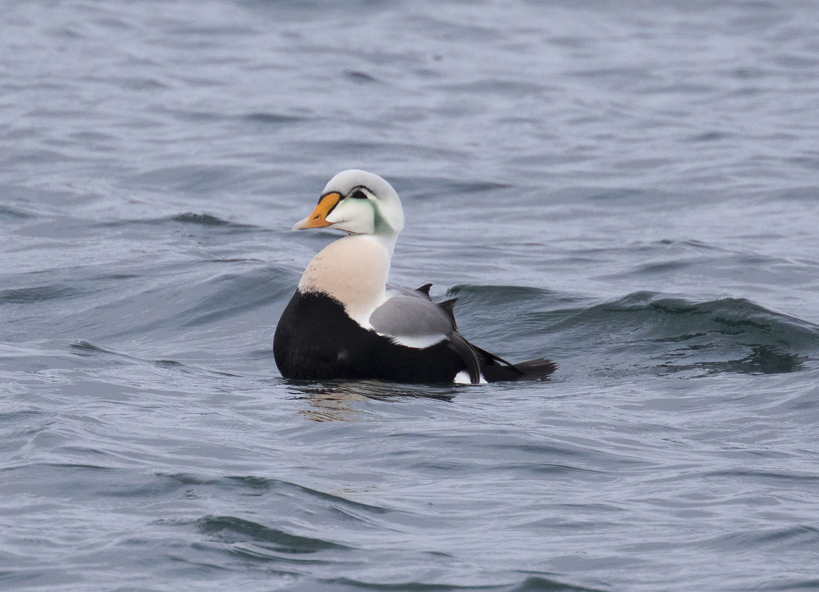 pewit: hybrid King x Common Eider