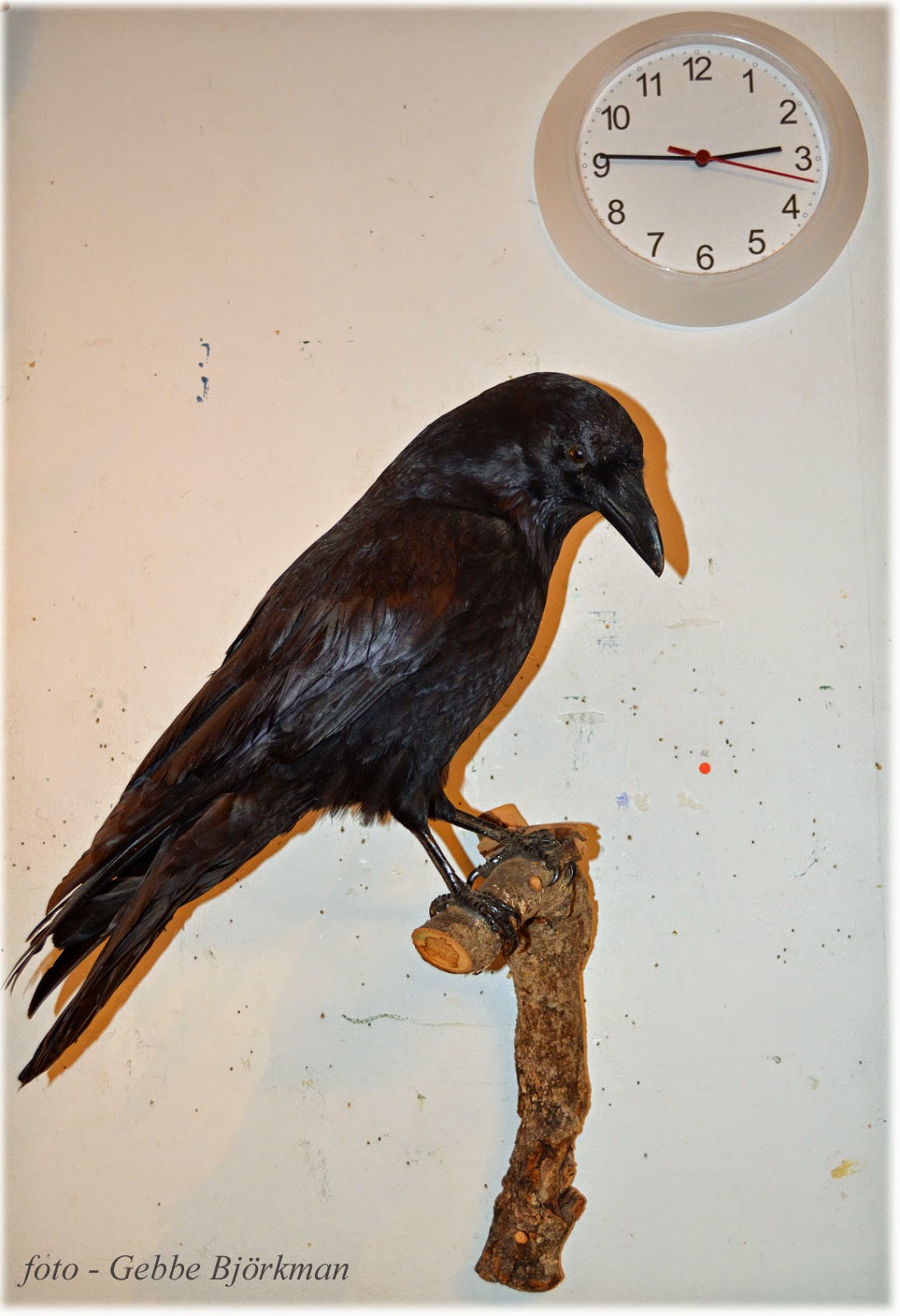 Gebbes Naturliga Dagbok: 19 februari - Korp, en artmonografi under arbete