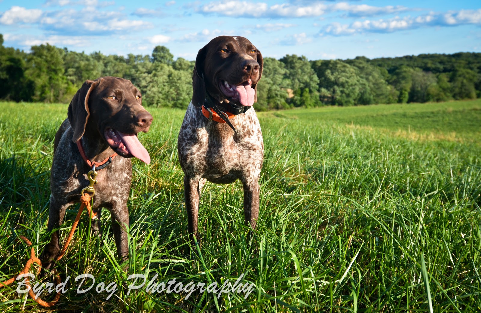 Adventures of a GSP Hunting Dog: 2012: The Year in Review