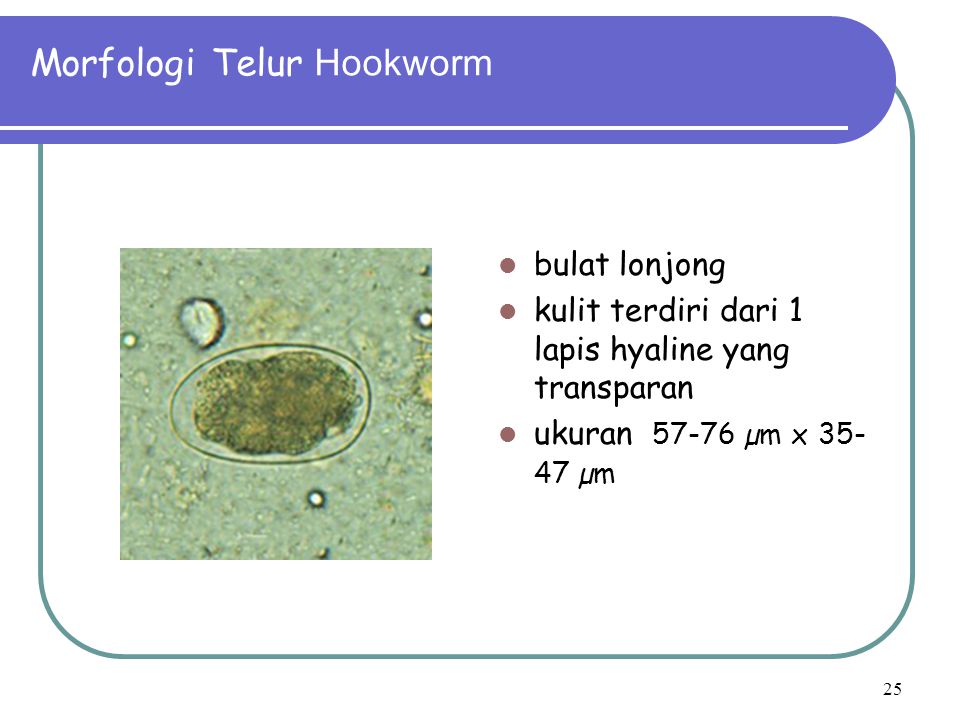 Analis: MACAM-MACAM TELUR CACING PARASIT